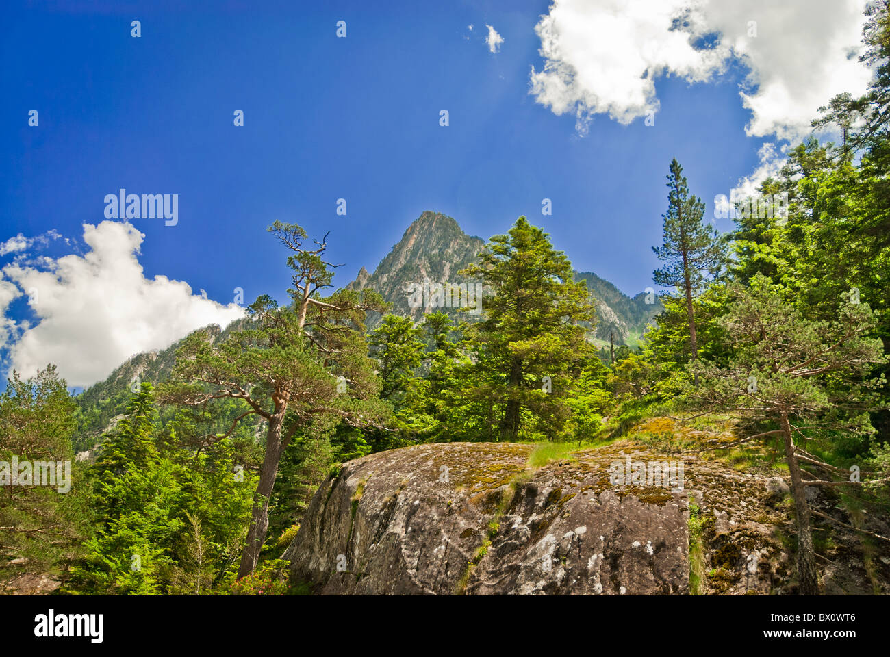 Alps trees hi-res stock photography and images - Alamy