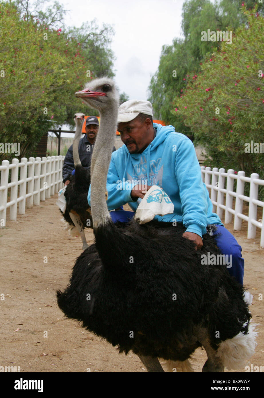 Ostrich racing hi-res stock photography and images - Alamy