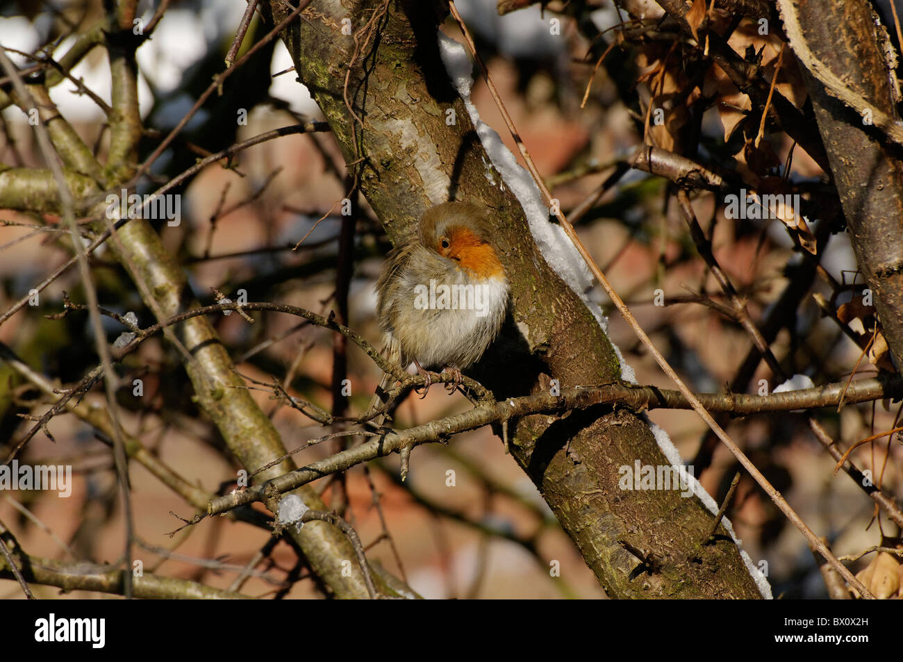 A Robin preening on a branch Stock Photo - Alamy