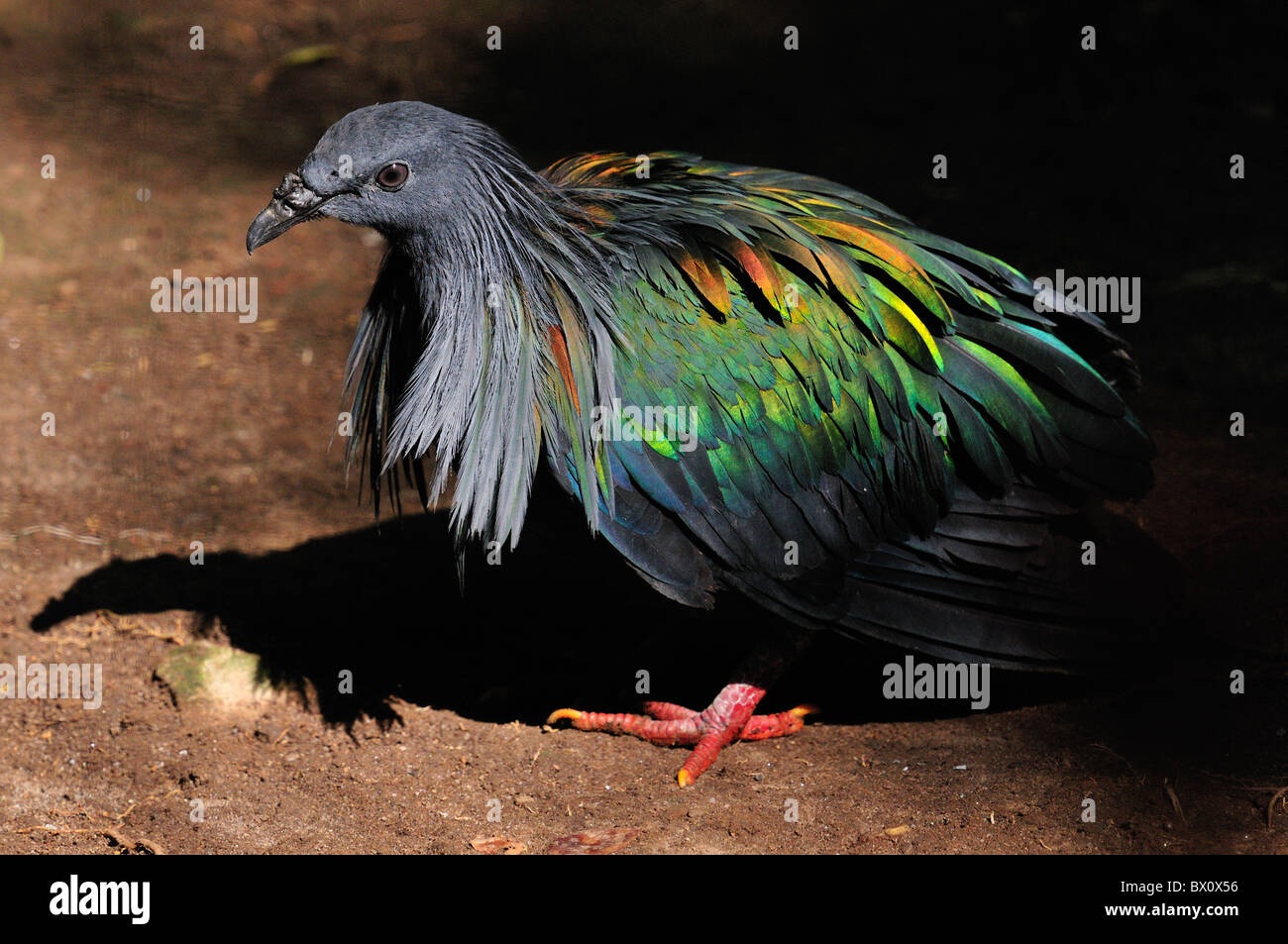 Andaman and nicobar birds hi-res stock photography and images - Alamy