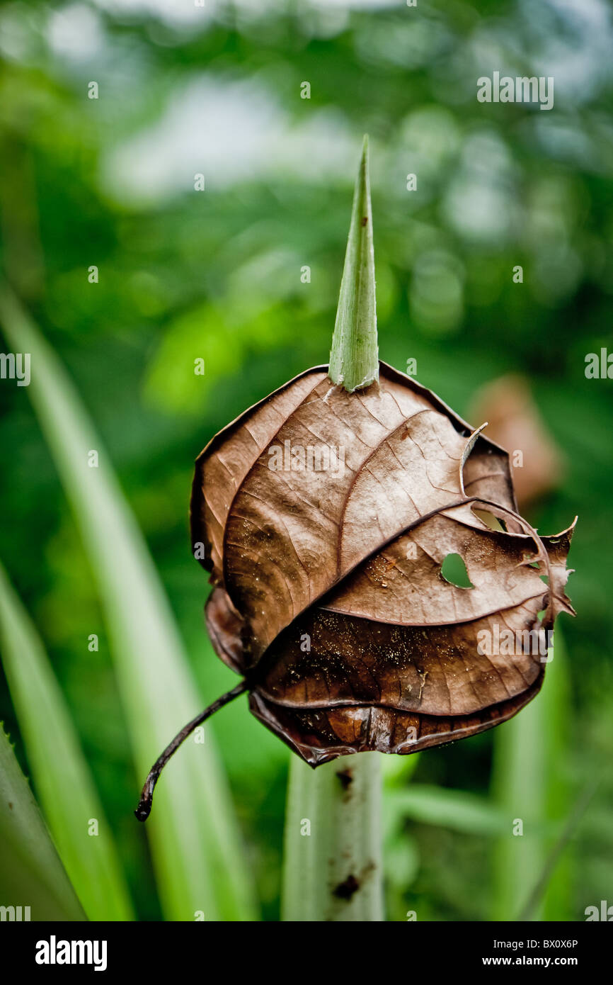 old leaf pierced by green spike of wild growing pineapple leaf Stock ...
