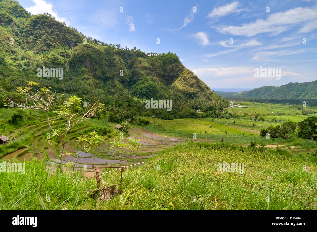 typical terrace rice fields of Bali, Indonesia Stock Photo - Alamy