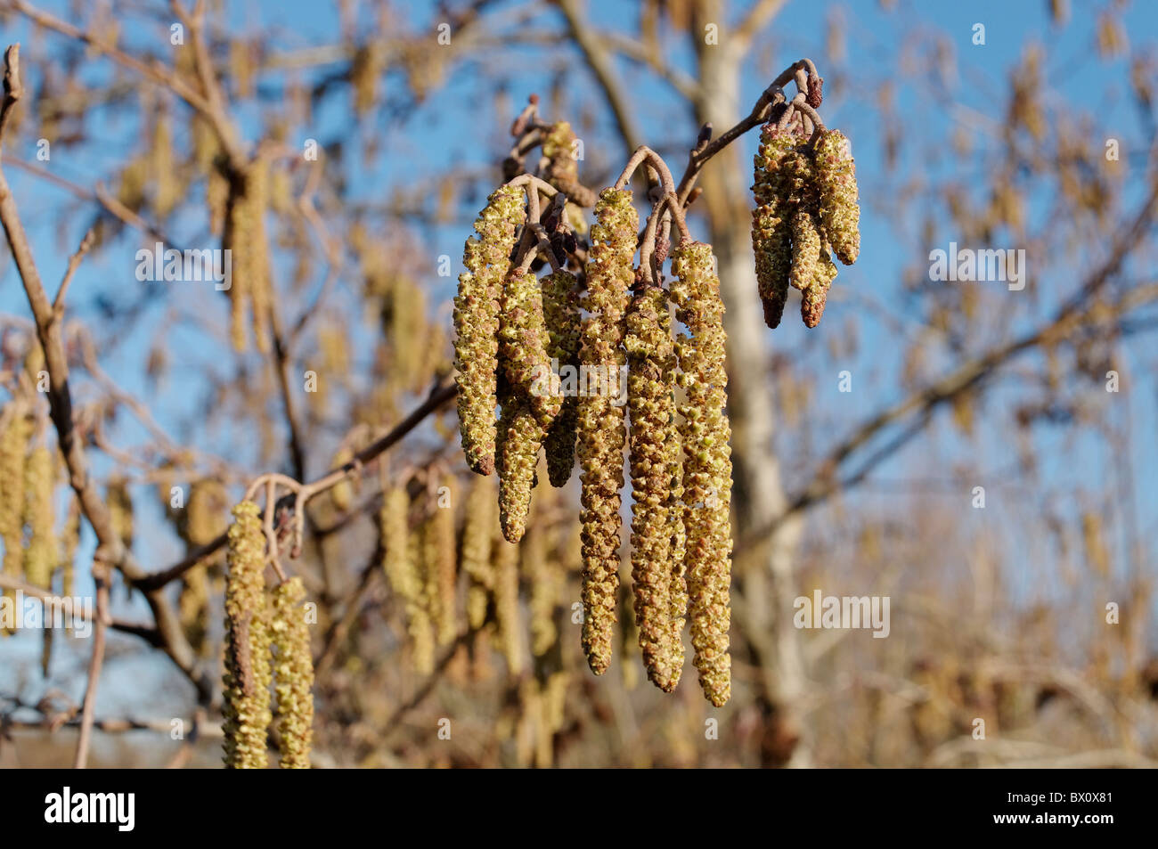 Hanging hazel catkins hi-res stock photography and images - Alamy