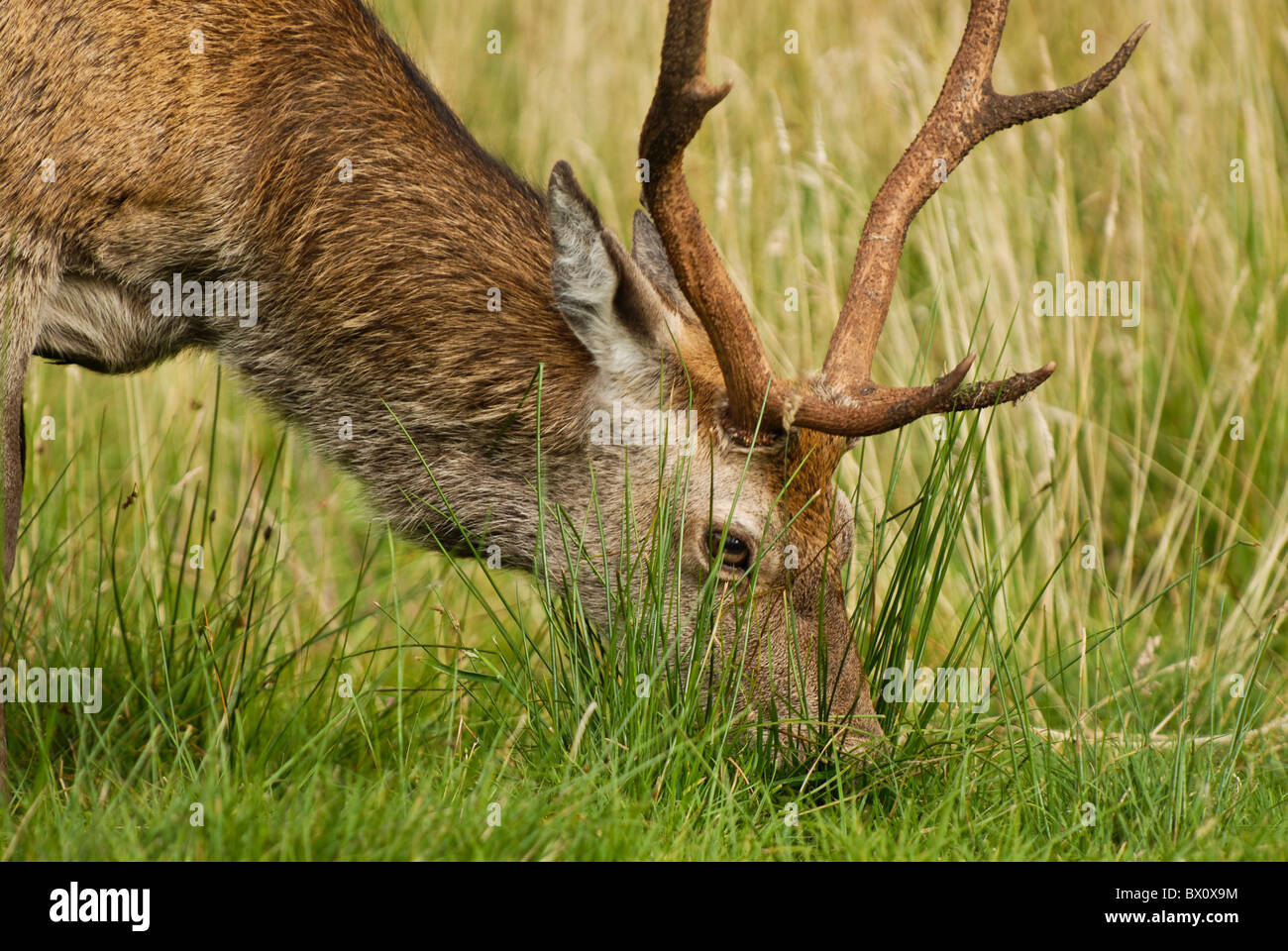 Red Deer Stag grazing in long grass. Glen Etive, Scotland Stock Photo ...