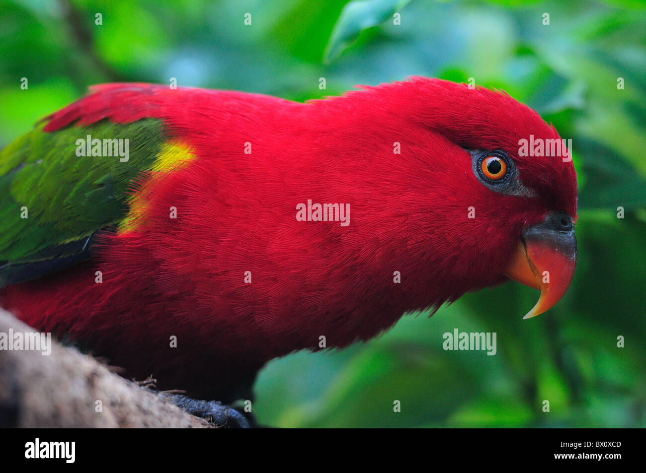 Chattering Lory , Lorius garrulus, endemic to North Maluku, Indonesia ...