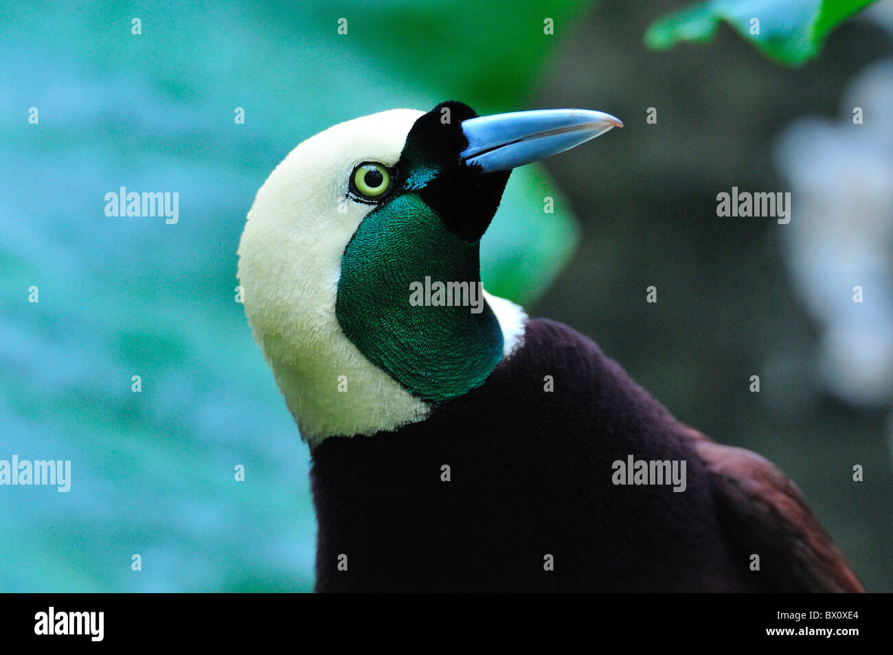 Great Bird of Paradise, Paradisea apoda, Indonesia, Asia Stock Photo ...