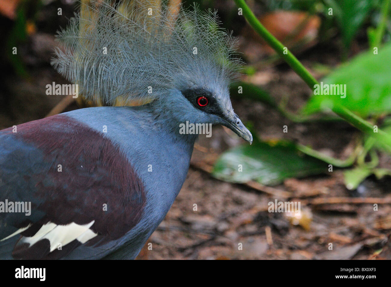 Western Crowned-Pigeon, Common Crowned-Pigeon (Goura cristata), the ...