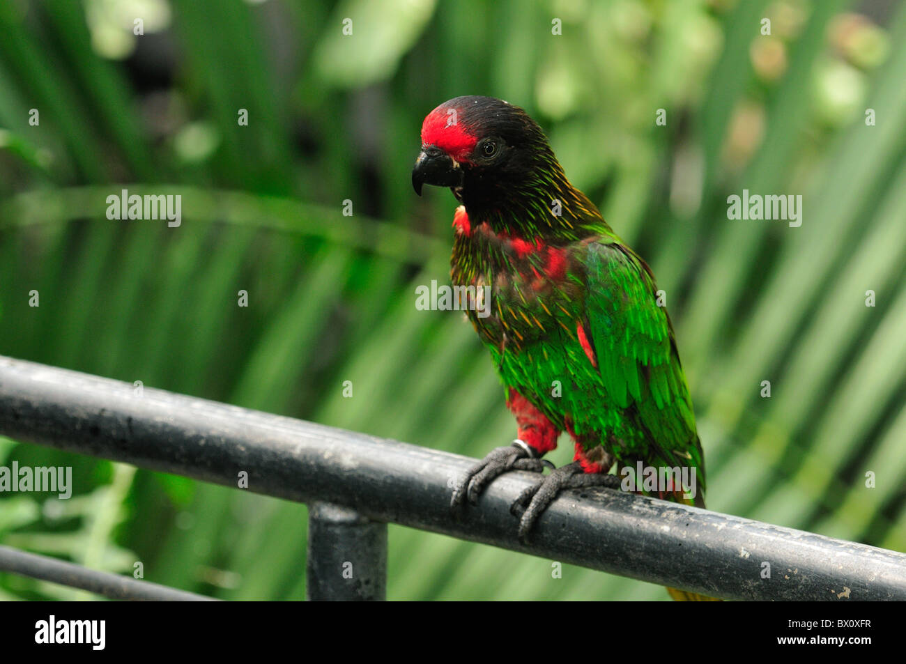 Papua new guinea parrots parrot roberto nistri bird birds hozizontal hi ...