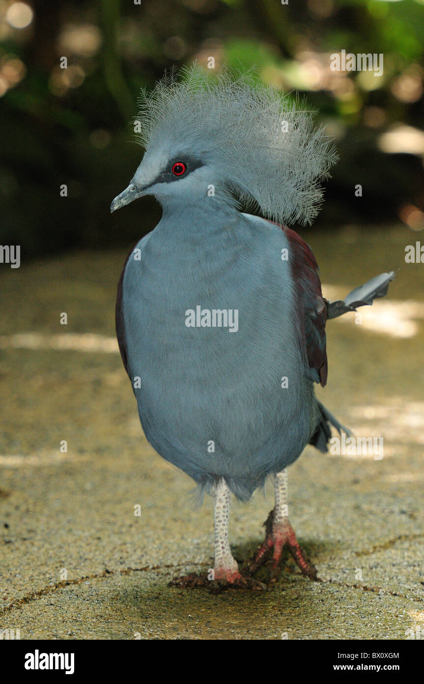 Western Crowned-Pigeon, Common Crowned-Pigeon (Goura cristata), the ...