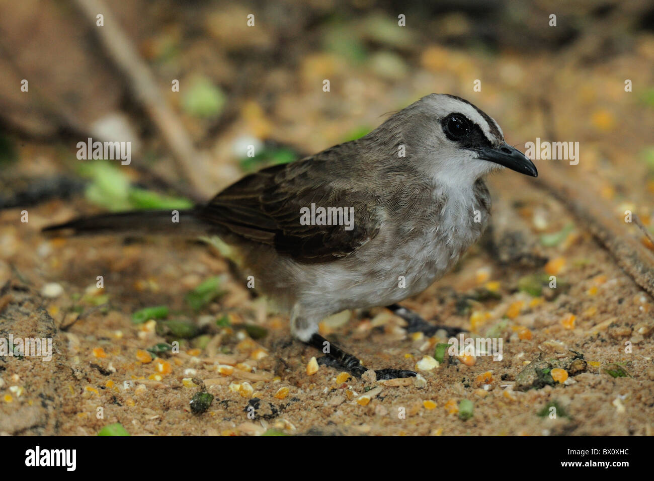 Yellow-vented Bulbul (Pycnonotus goiavier), Pycnonotidae, Bali ...