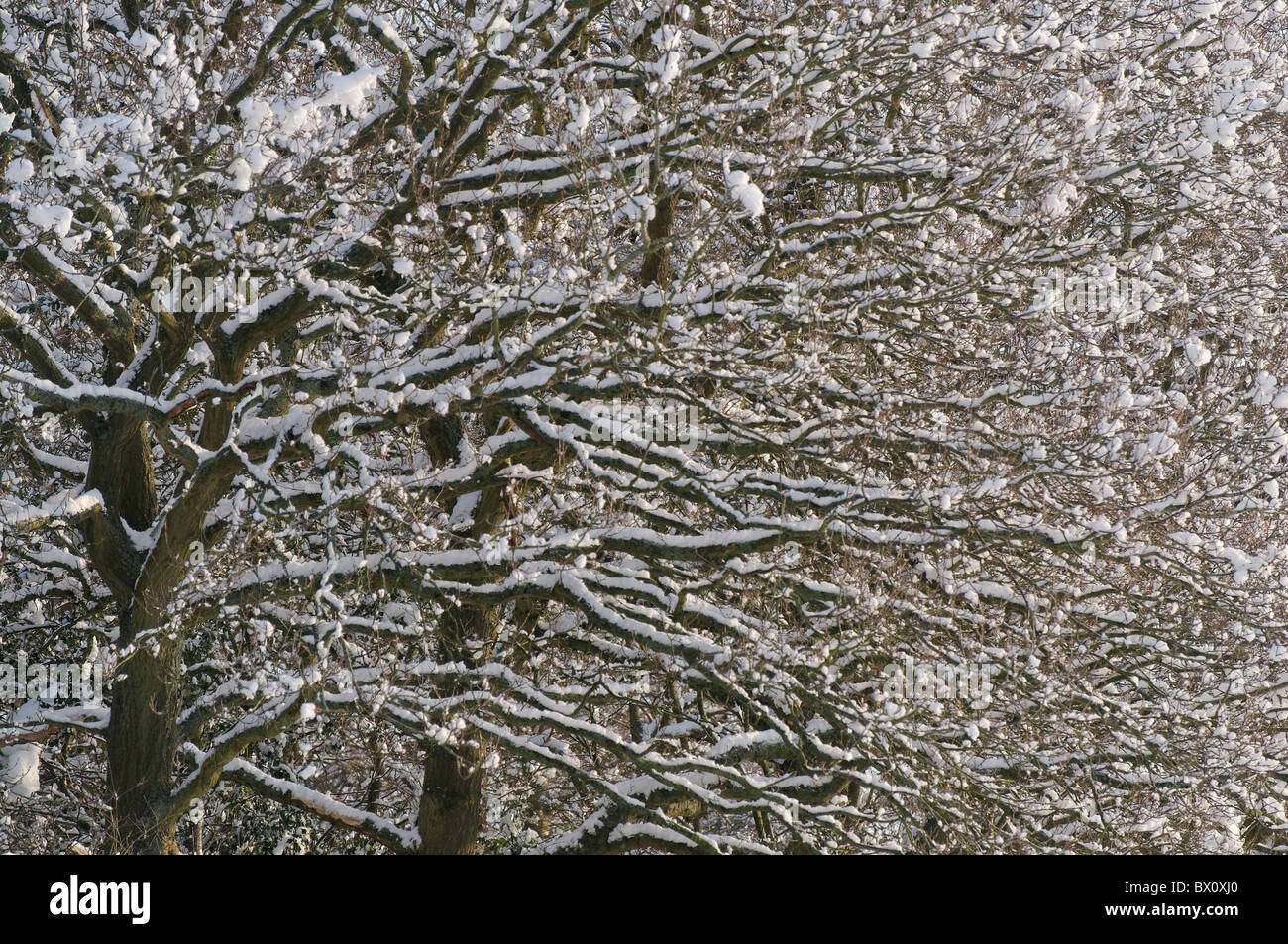 Snow covered oak tree hi-res stock photography and images - Alamy