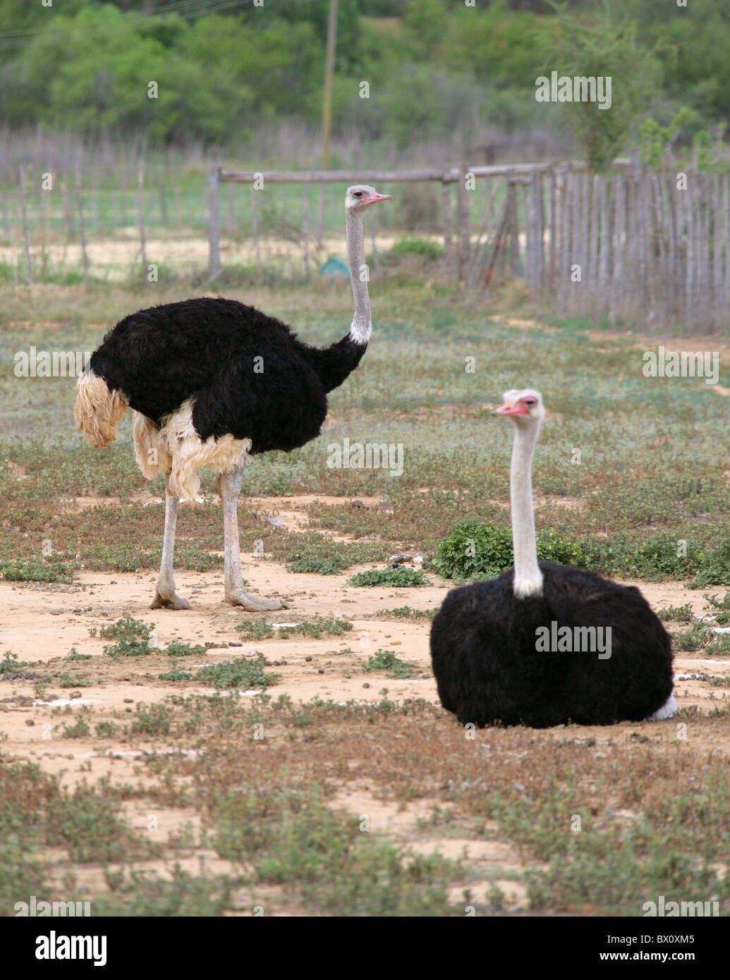 Two Male Ostriches (Struthio camelus, Struthionidae) in an Ostrich Farm ...