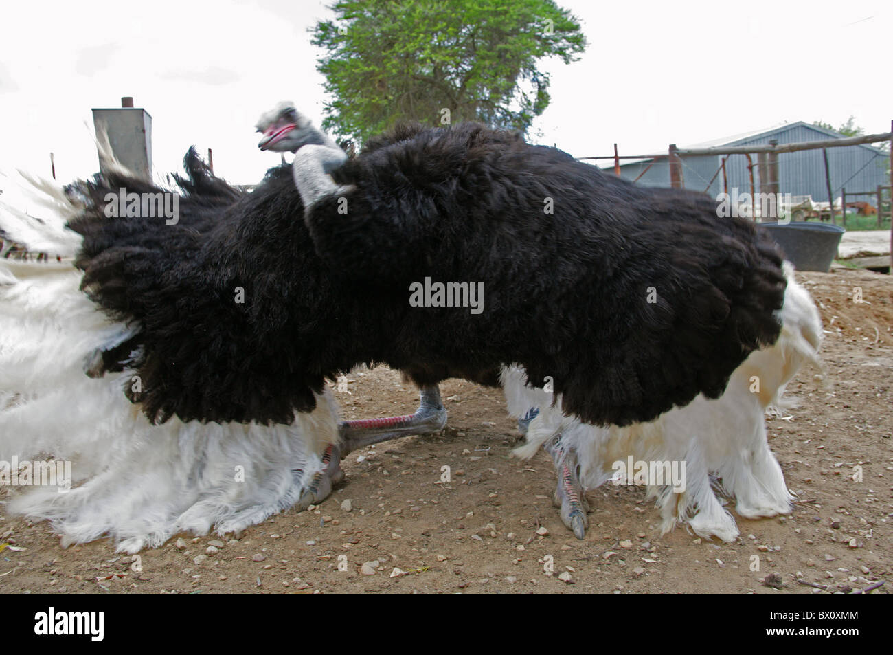Ostrich (Struthio camelus, Struthionidae) Performing a Courtship Dance ...