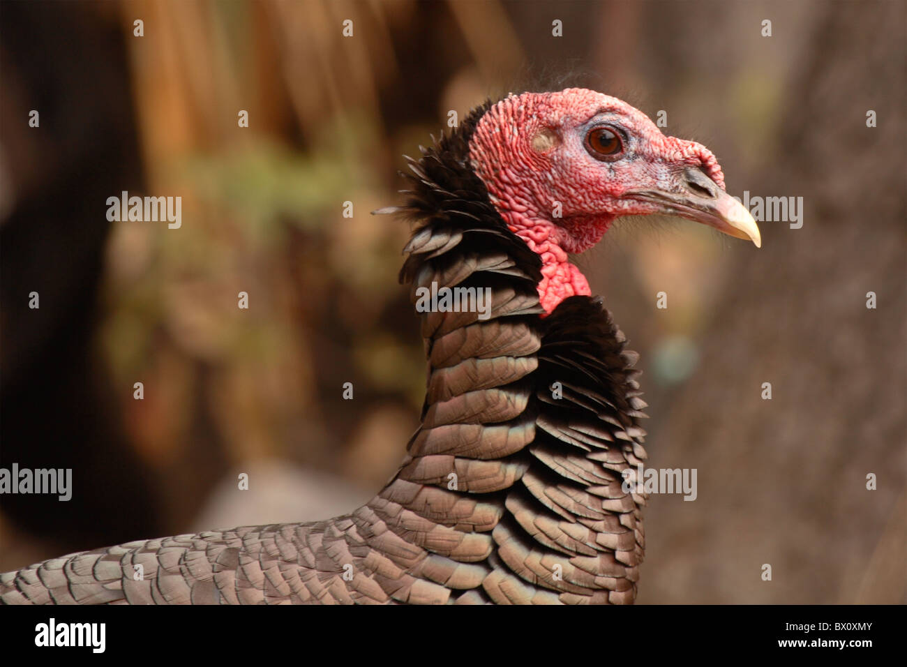 Regal pose hi-res stock photography and images - Alamy