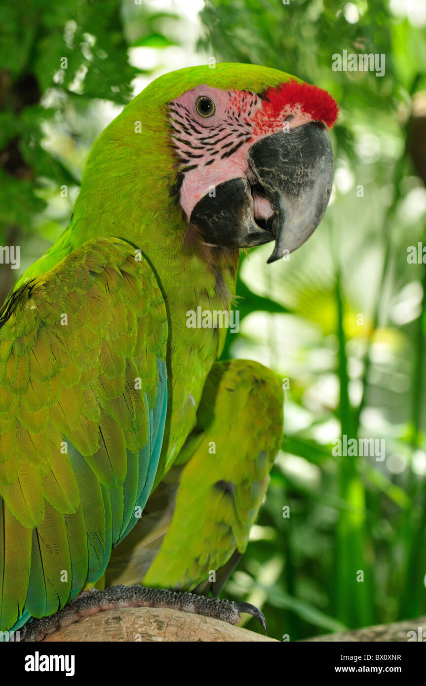 Military Macaw (Ara militaris) is a medium sized member of the macaw ...