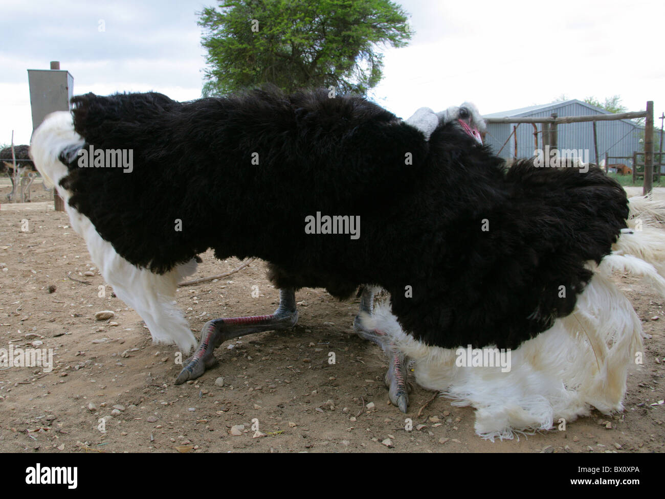 Ostrich (Struthio camelus, Struthionidae) Performing a Courtship Dance ...