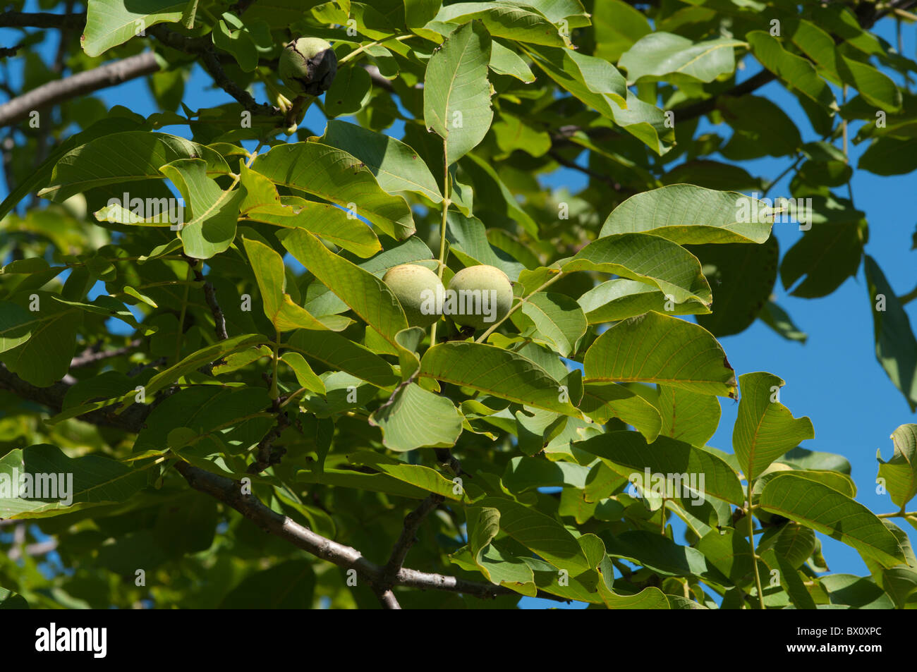 figs on a fig tree in southern France Stock Photo - Alamy