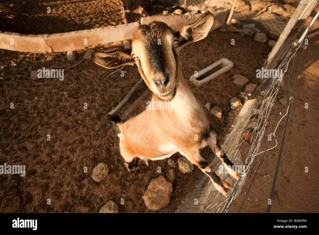 Curious inquisitive animal hi-res stock photography and images - Alamy