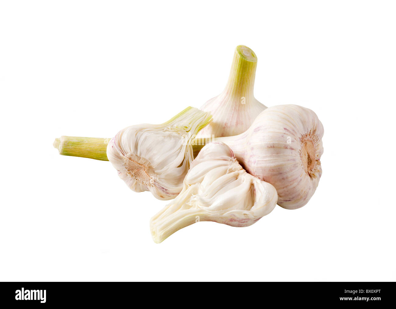 Cross Section Bulbs High Resolution Stock Photography and Images - Alamy