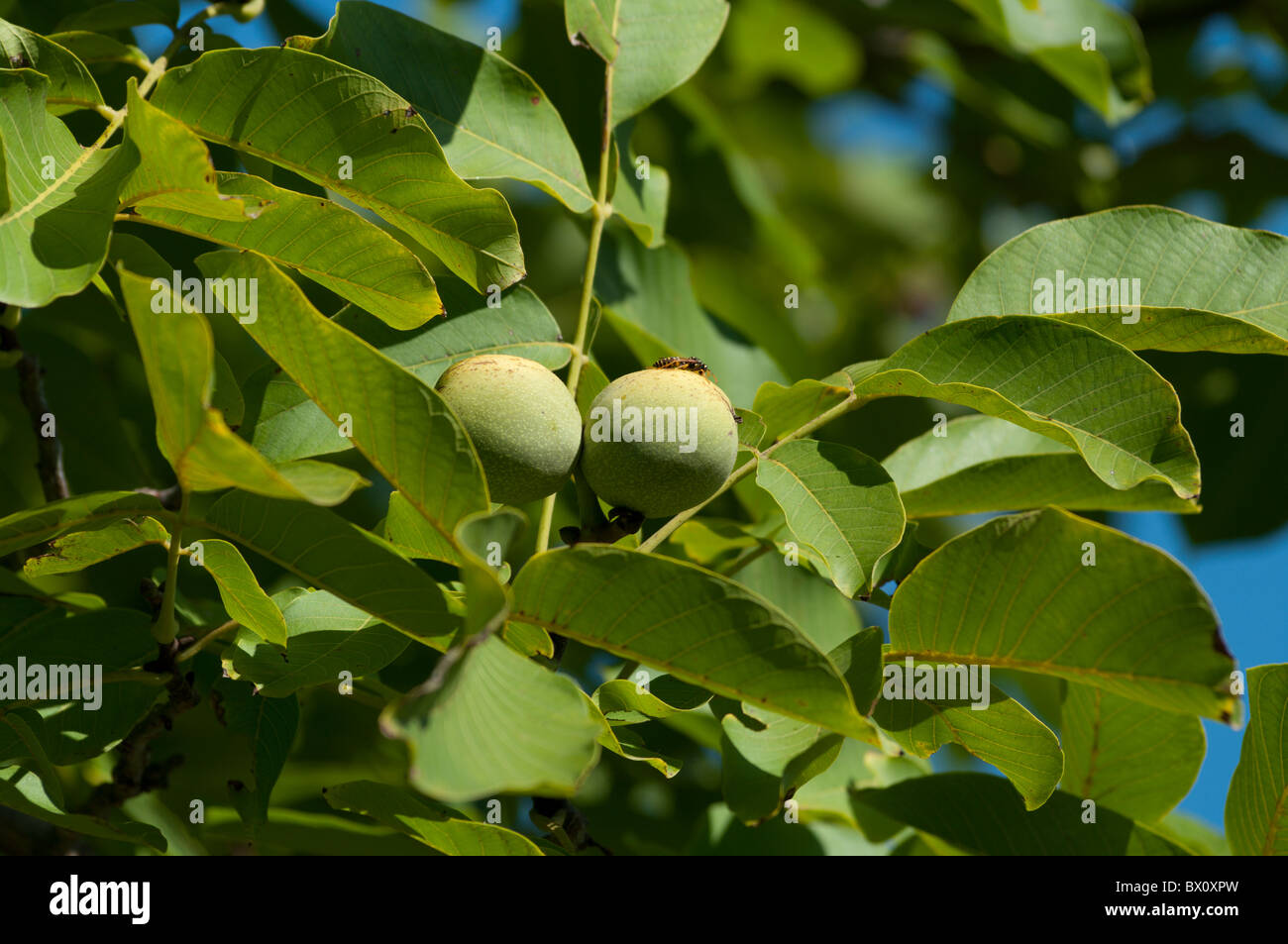 France fig tree hi-res stock photography and images - Alamy