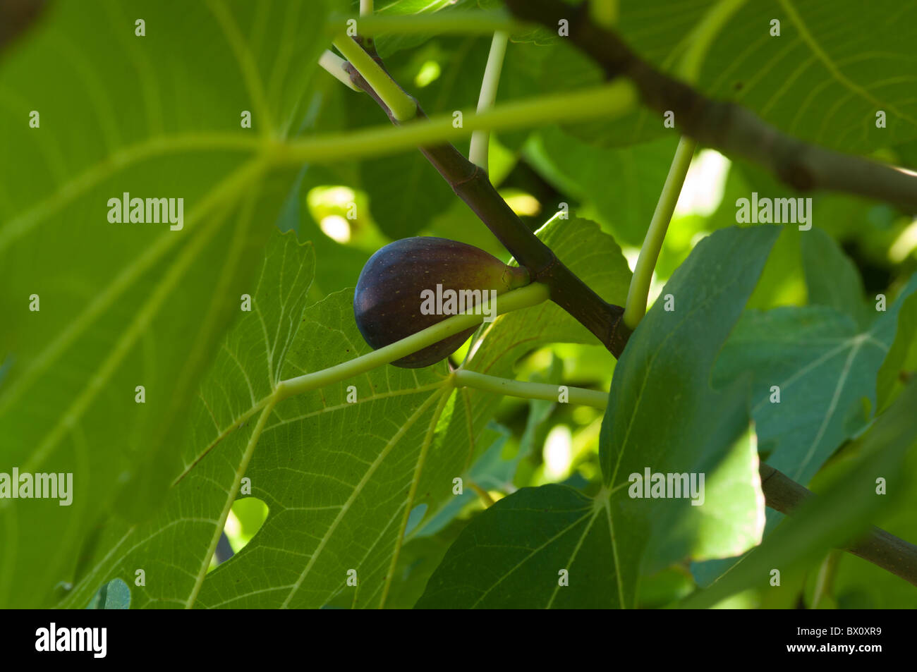 France fig tree hi-res stock photography and images - Alamy
