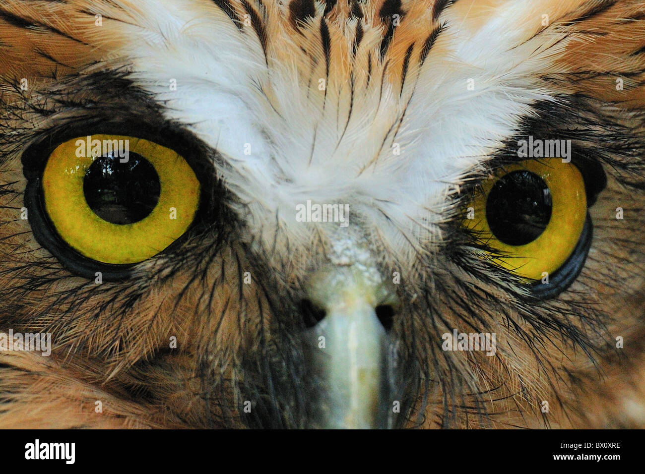 Buffy Fish-owl (Ketupa ketupu), also known as the Malay Fish-owl, is a ...