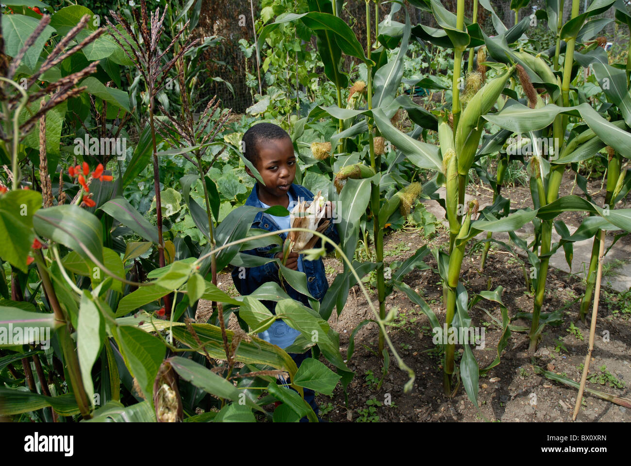 Young child picking corn in urban organic allotment Stock Photo - Alamy