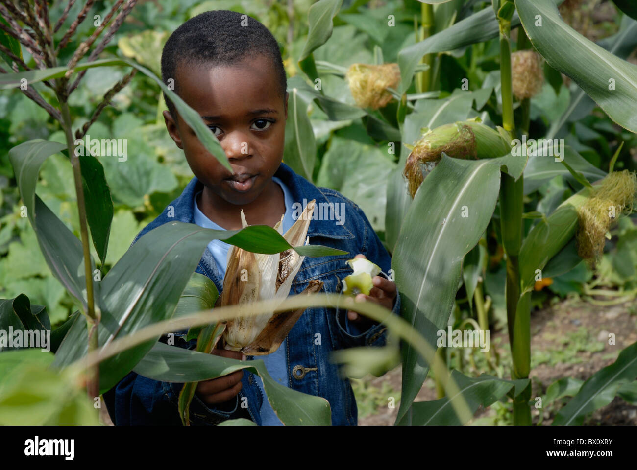 Young child picking corn in urban organic allotment Stock Photo - Alamy