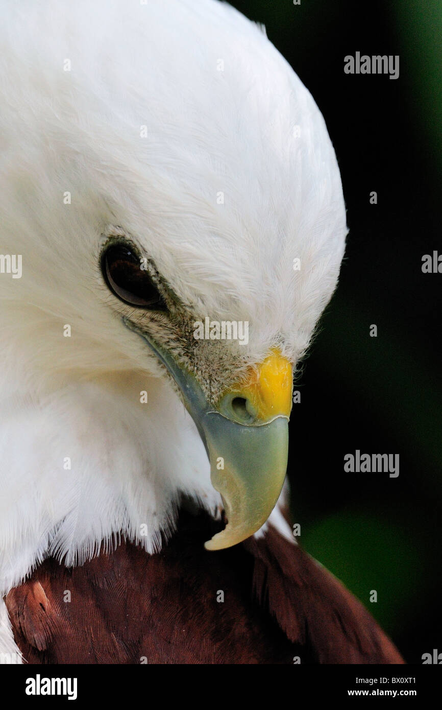 Indonesian Eagle High Resolution Stock Photography and Images - Alamy