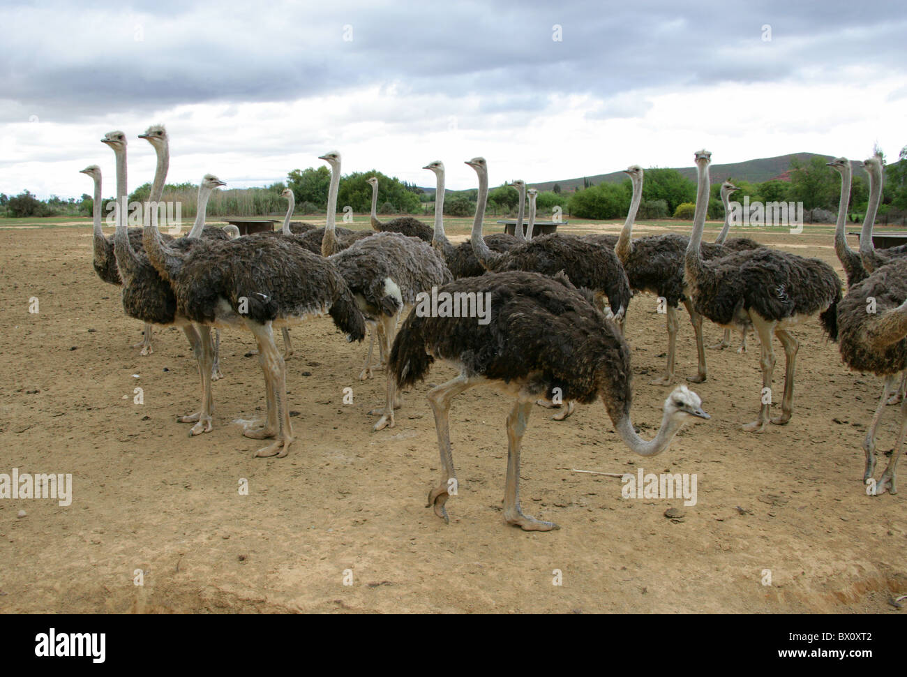 Female Ostriches (Struthio camelus, Struthionidae) in an Ostrich Farm ...