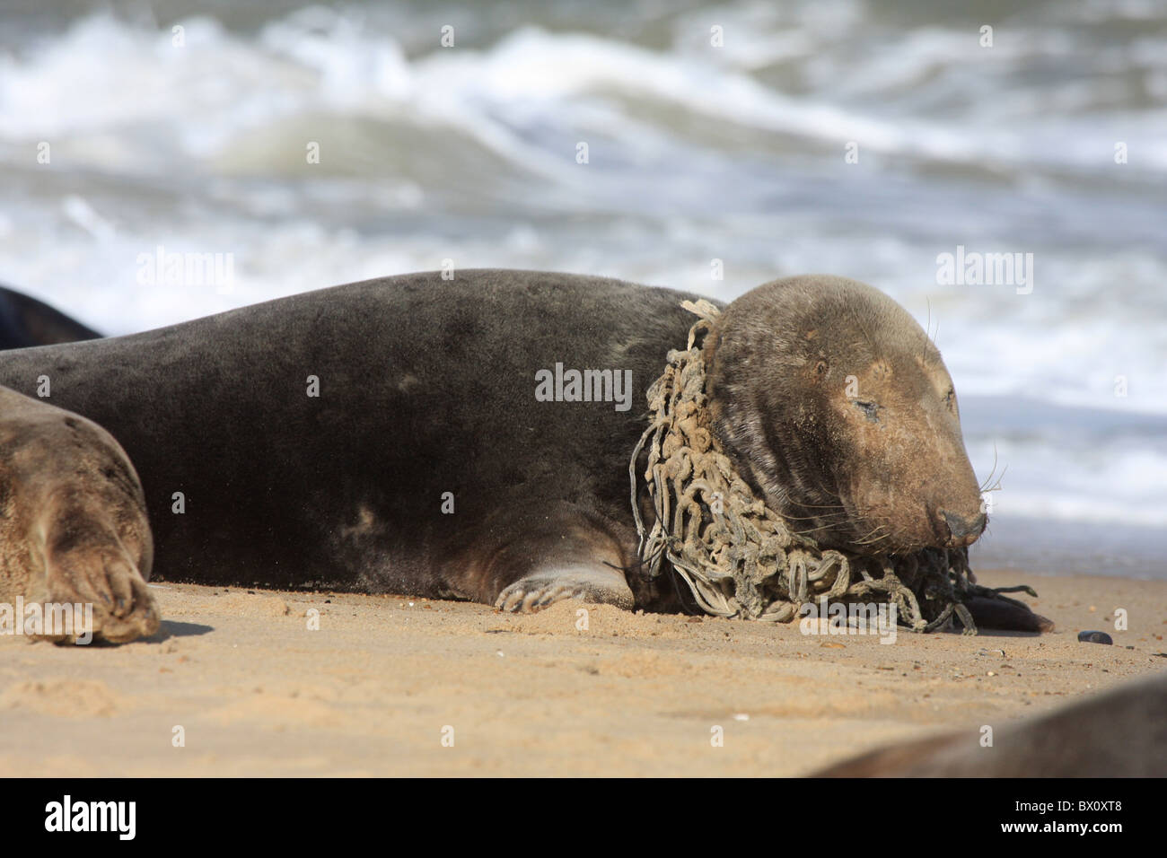 Seal caught with fishing net around neck Stock Photo - Alamy