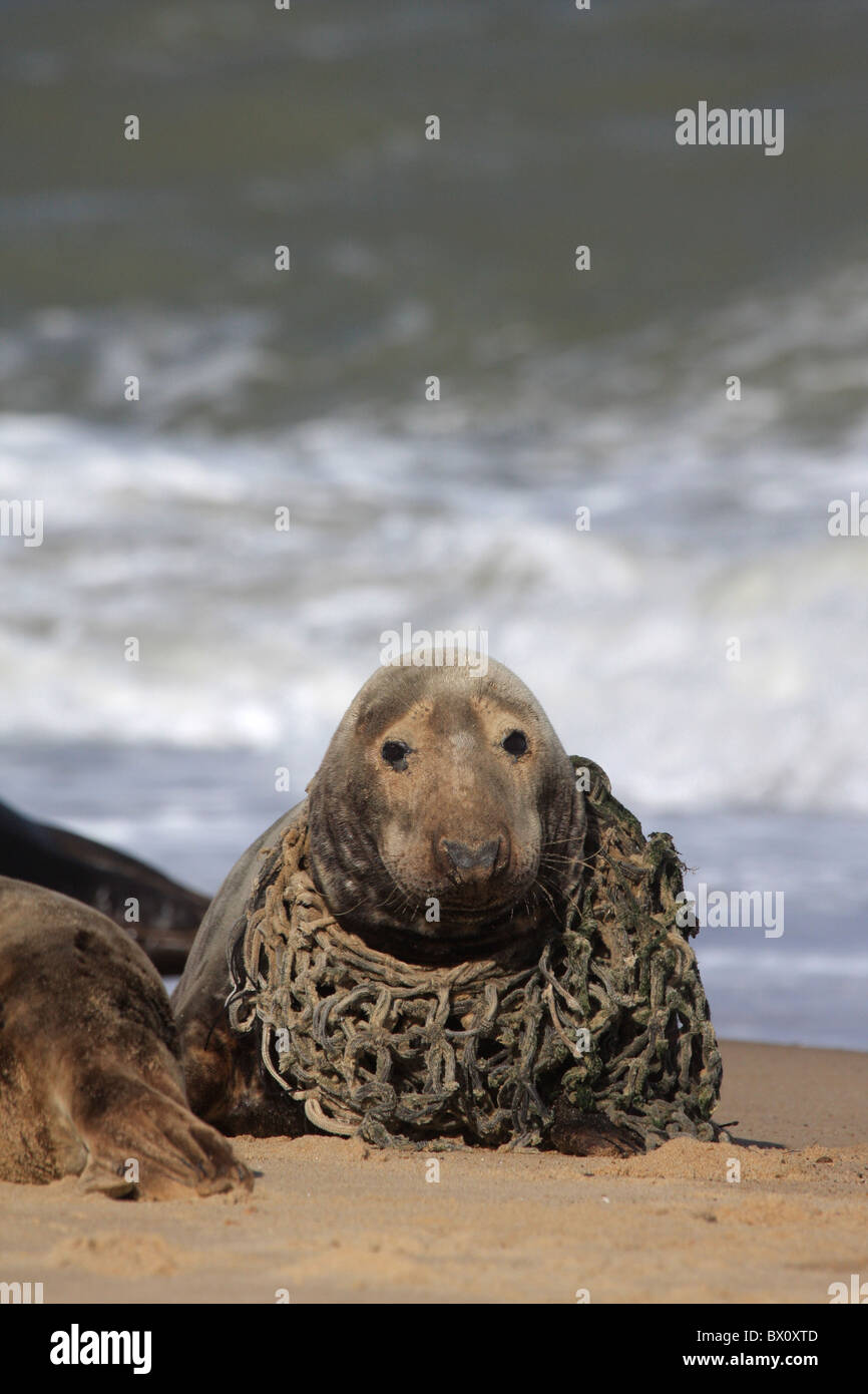 Seal caught fishing net around hi-res stock photography and images - Alamy