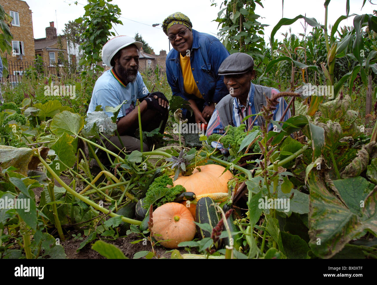 Harvesting pumpkins in urban allotment in South London Stock Photo - Alamy