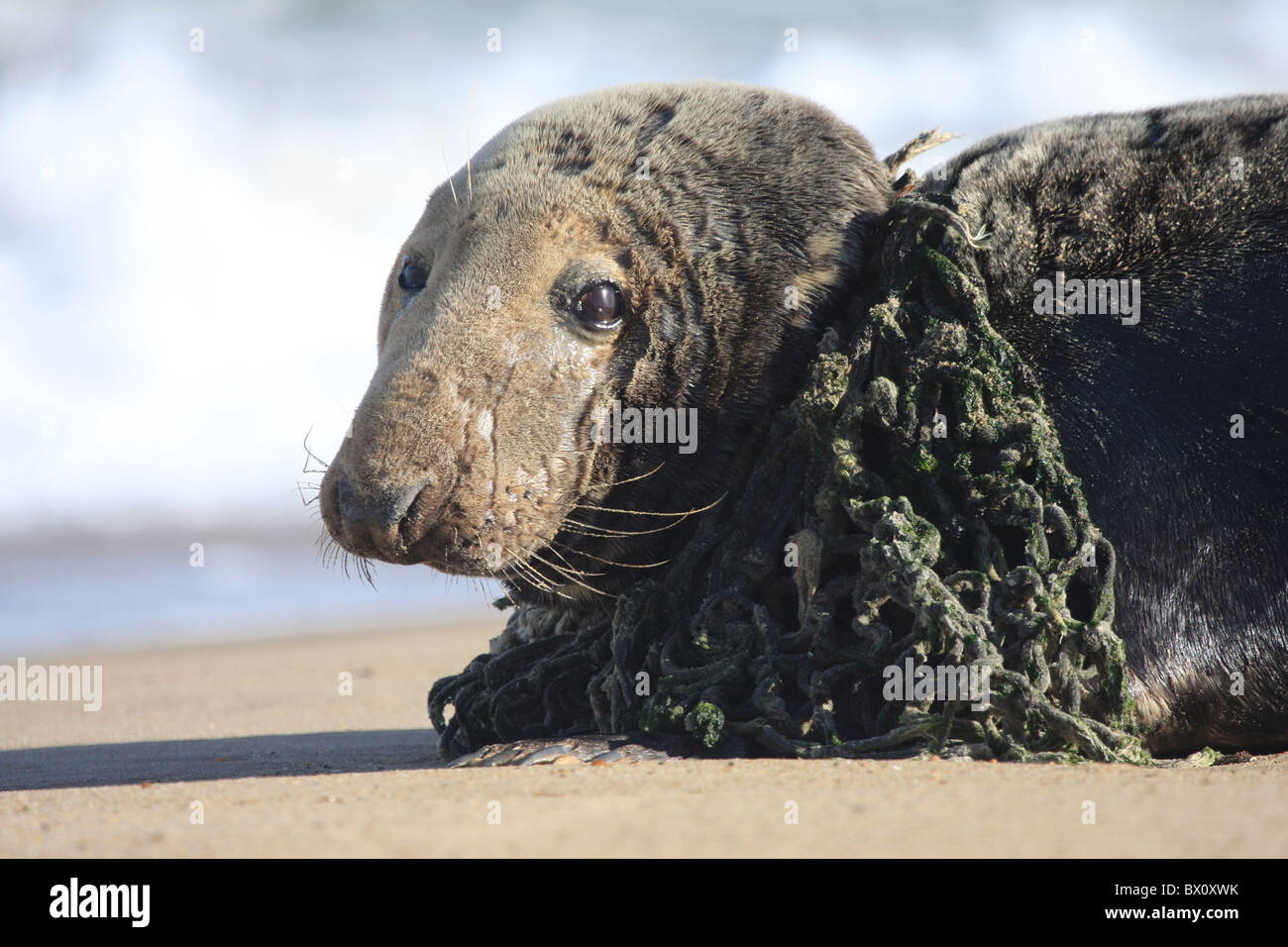 Seal caught with fishing net around neck Stock Photo - Alamy
