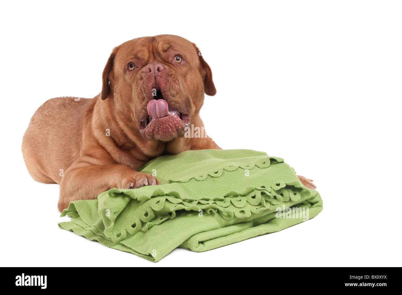 Waking animal Cut Out Stock Images & Pictures - Alamy