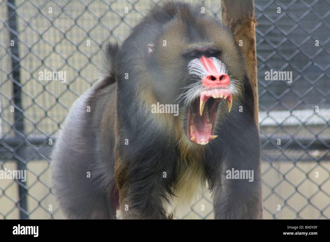 Baboon at the zoo hi-res stock photography and images - Alamy