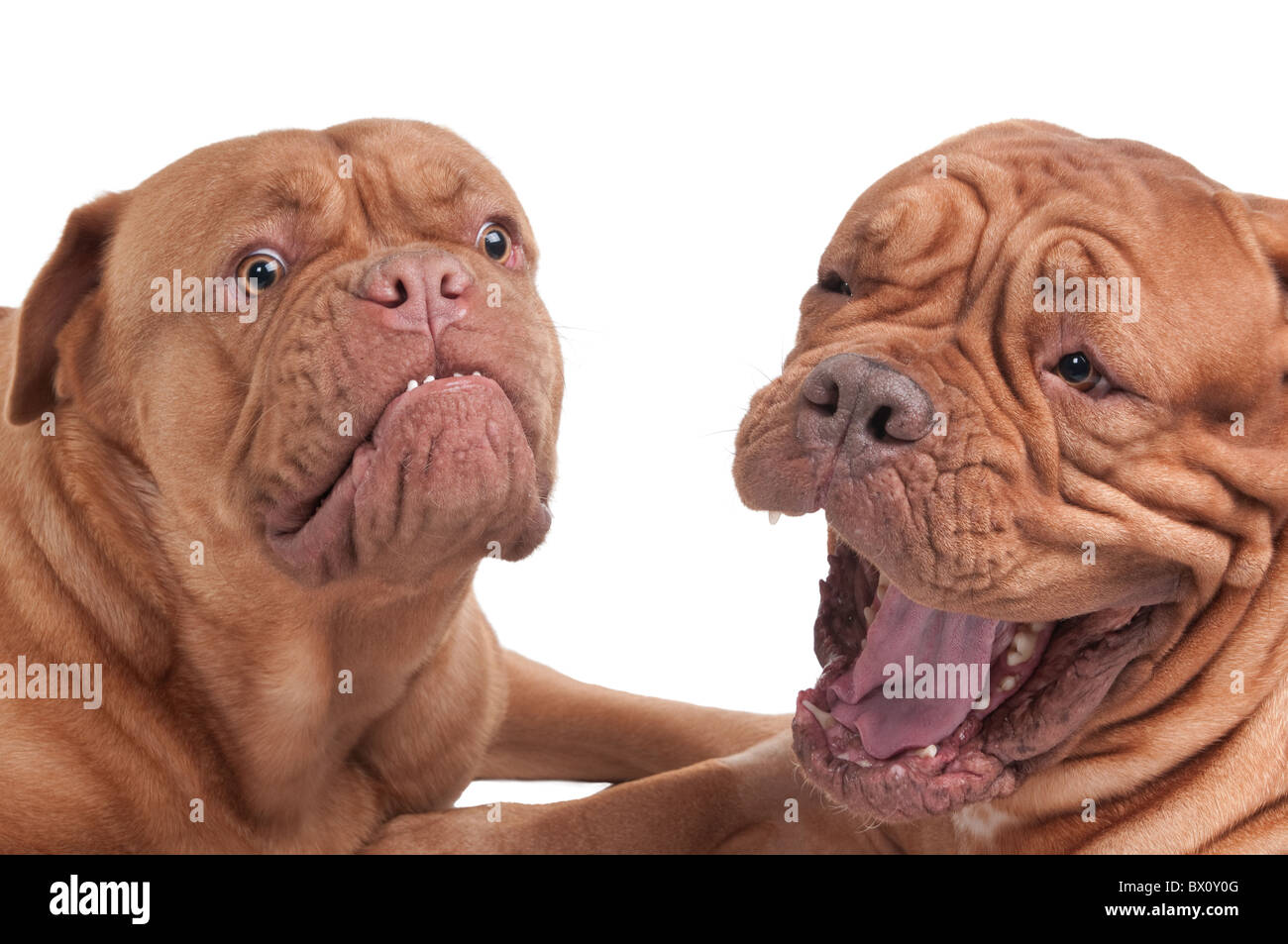 Two Dogues De Bordeaux playing Stock Photo - Alamy