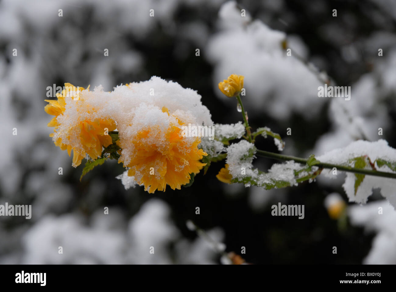 Snow blossom hi-res stock photography and images - Alamy