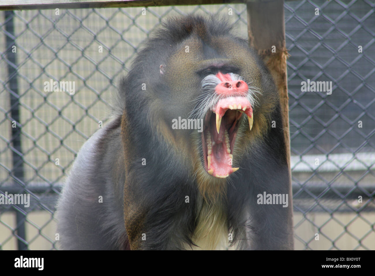 Baboon at the zoo hi-res stock photography and images - Alamy