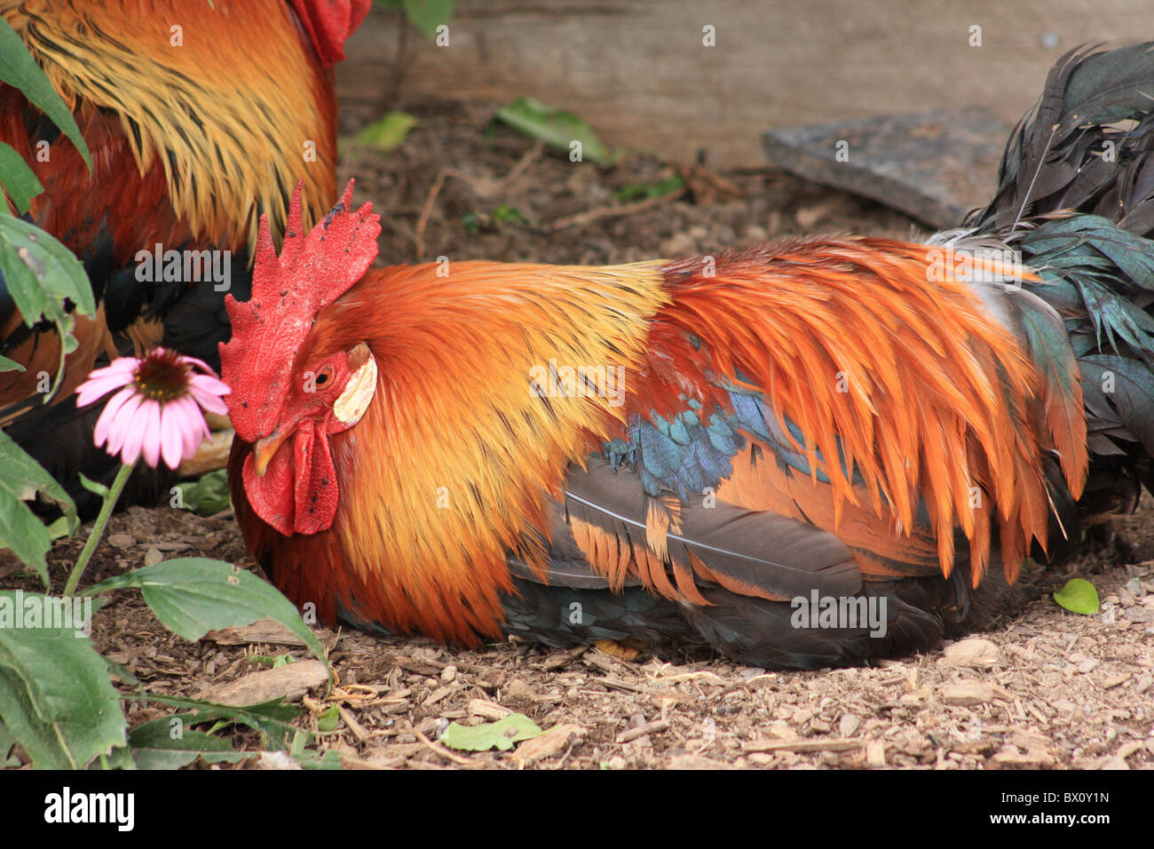 Colorful roosters hi-res stock photography and images - Alamy