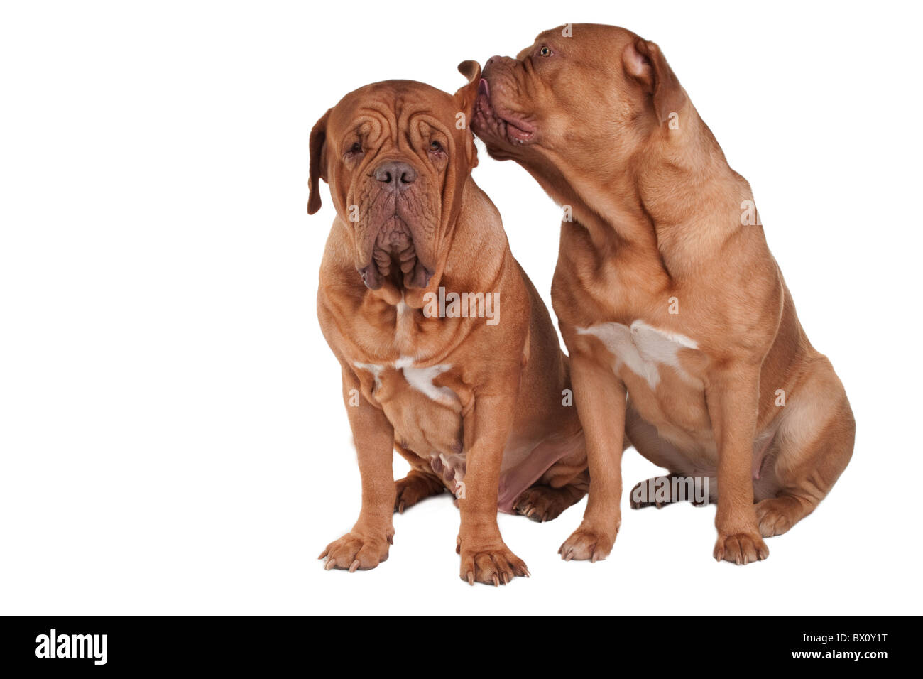 Whisper dog hi-res stock photography and images - Alamy
