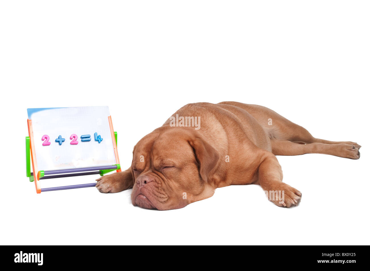Sleepy Puppy At Desk