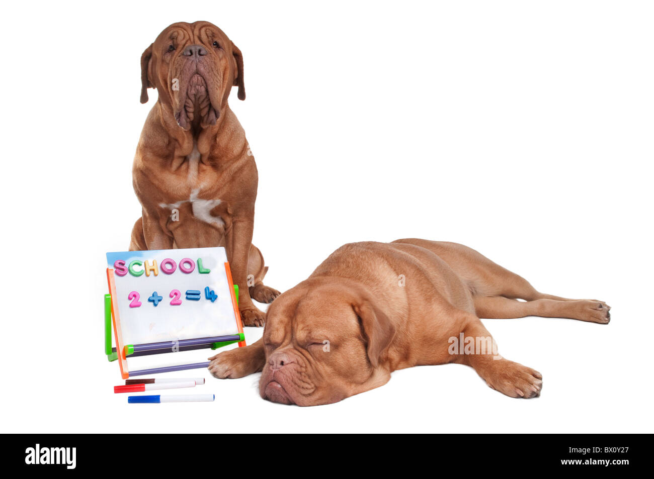 Two dogs doing math lessons Stock Photo - Alamy
