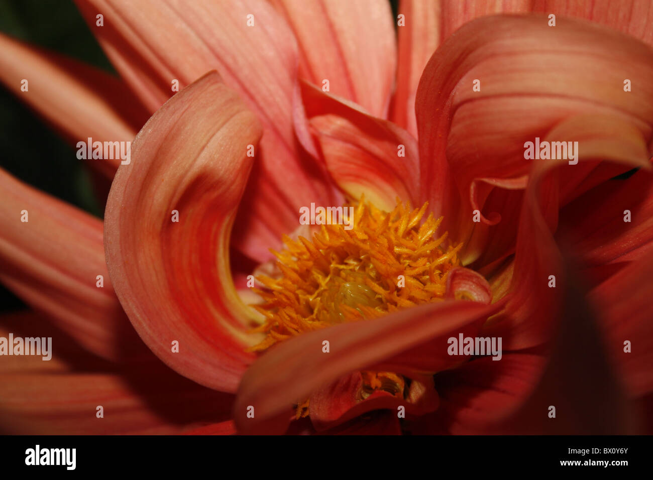 Pink stamen hi-res stock photography and images - Alamy