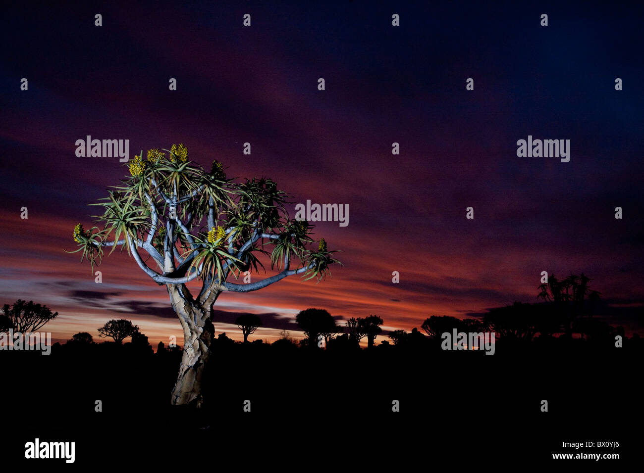 Quiver tree kalahari hi-res stock photography and images - Alamy