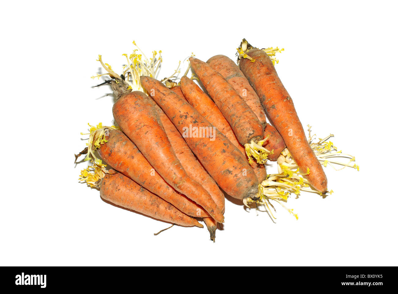 Stack of raw carrot with growing leaves isolated on white background ...