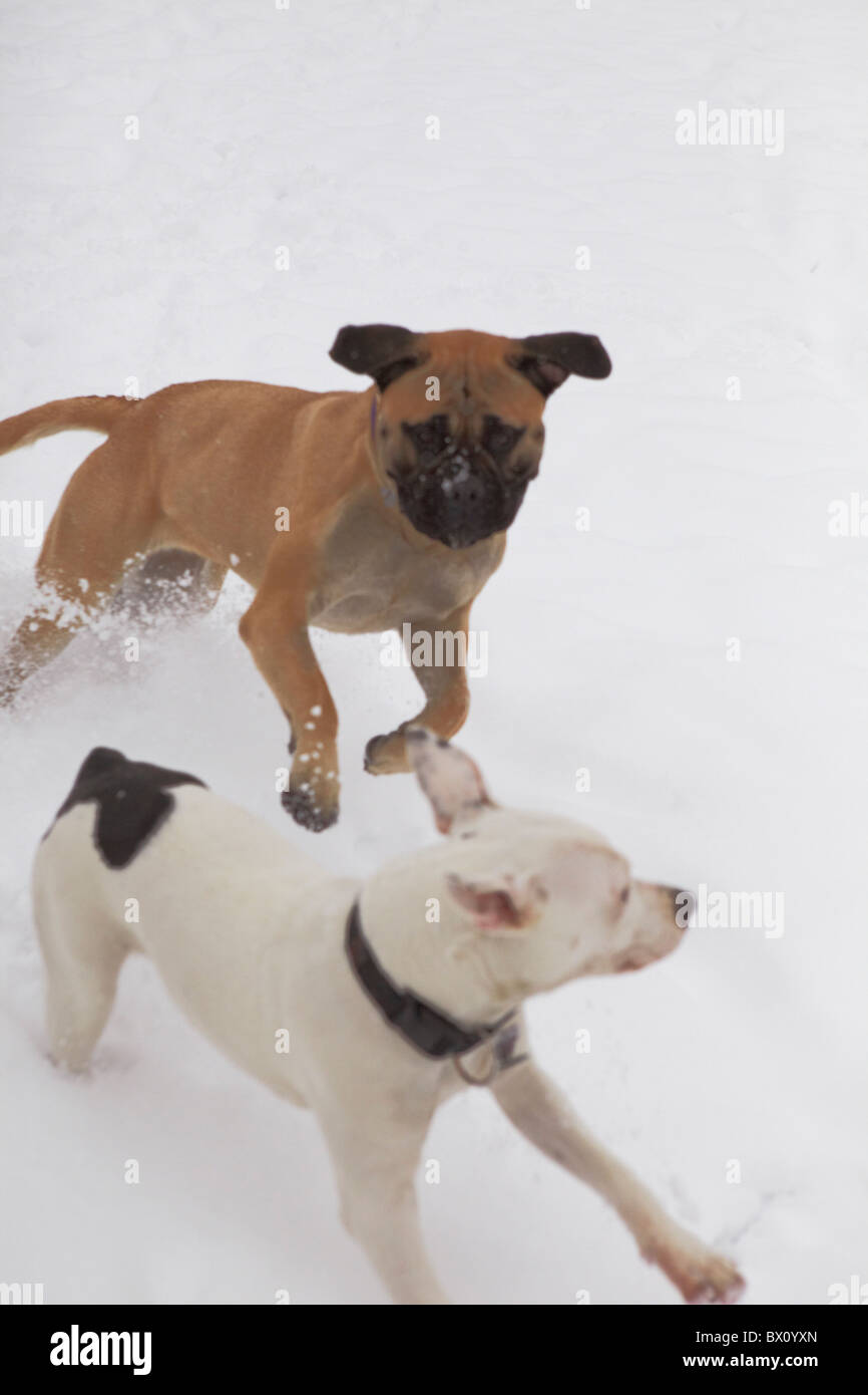 dogs playing in snow Stock Photo - Alamy