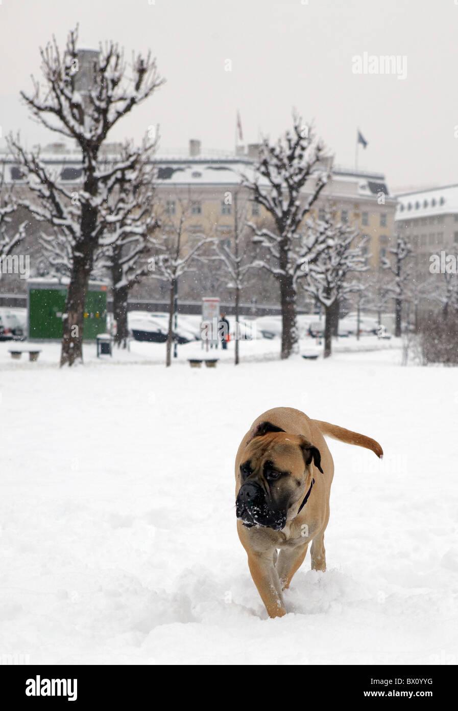 English mastiff snow hi-res stock photography and images - Alamy