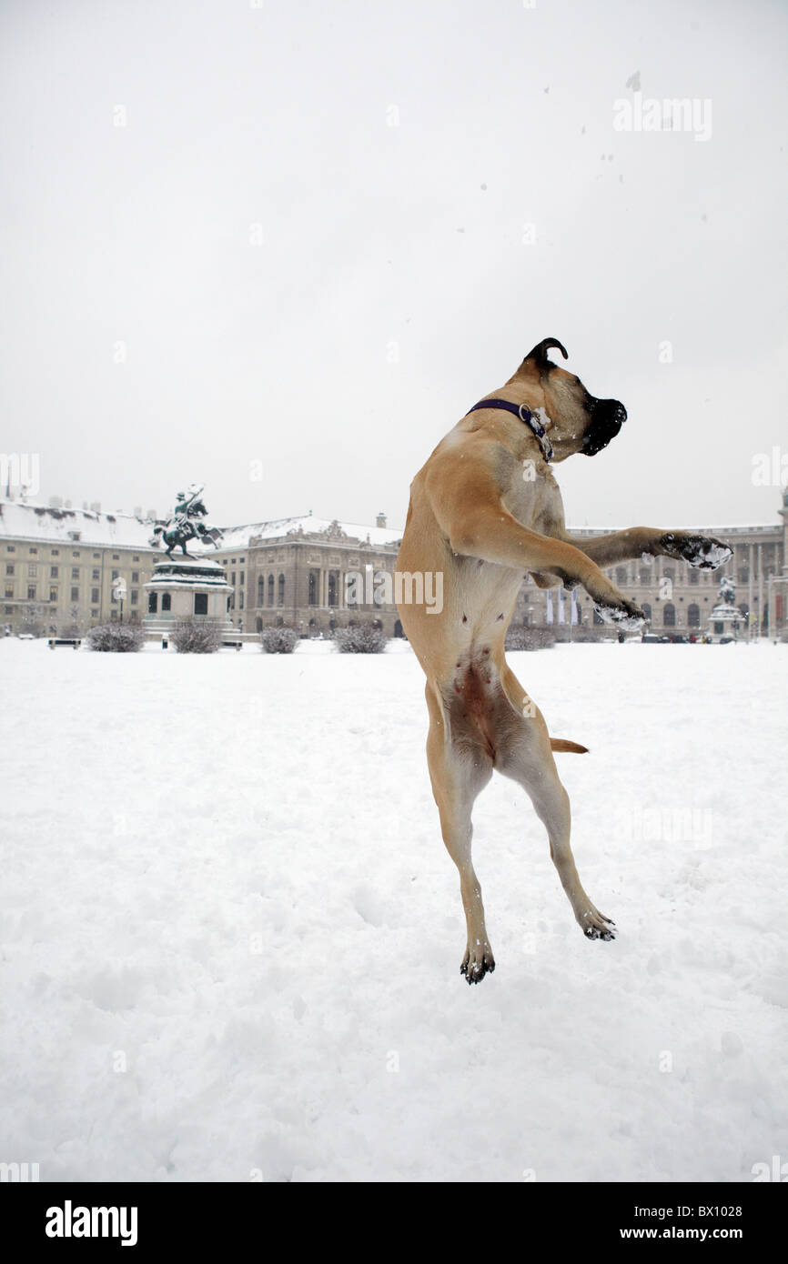 Bull Mastiff dog jumping in snow Stock Photo - Alamy