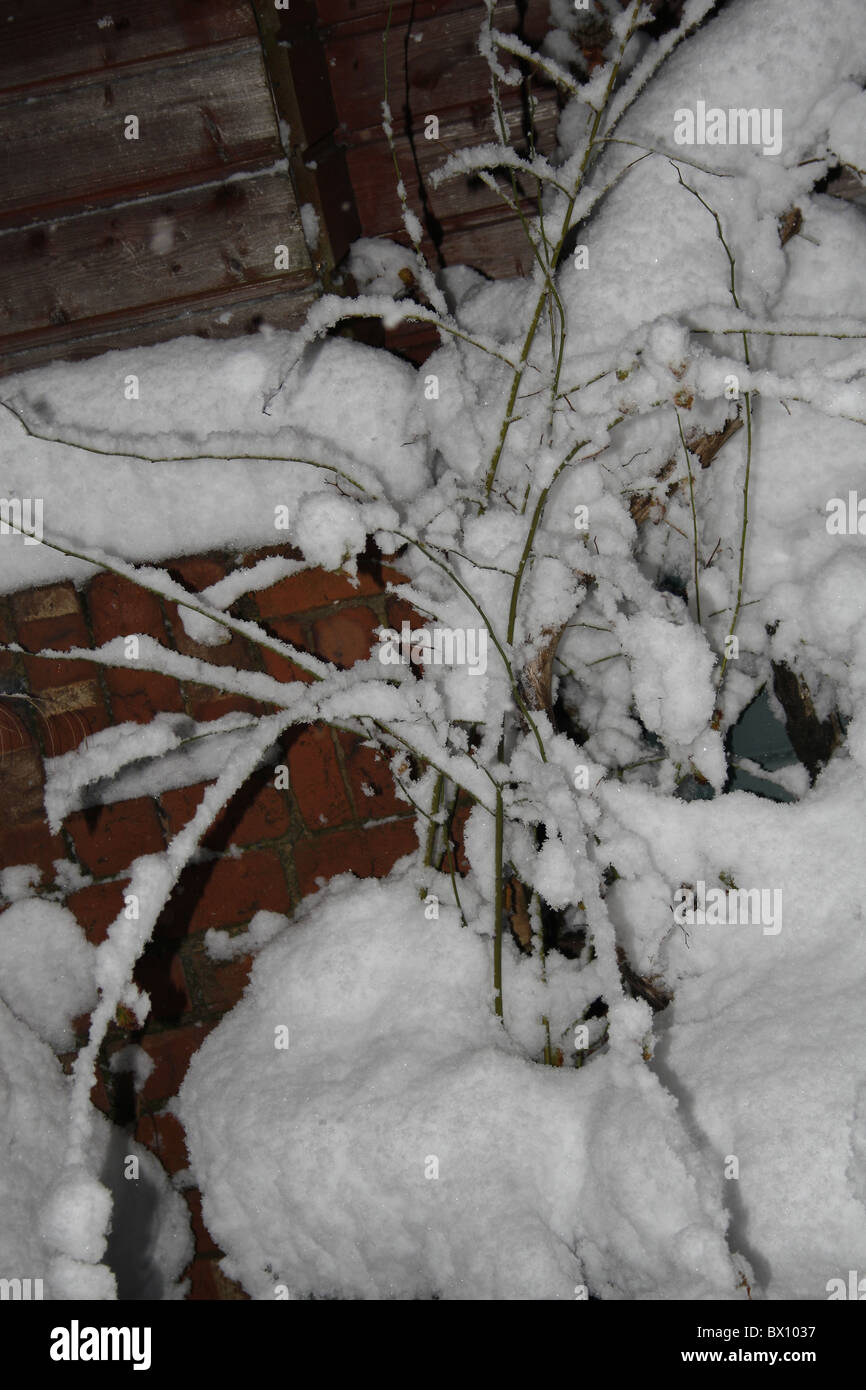 snow on plants Stock Photo - Alamy